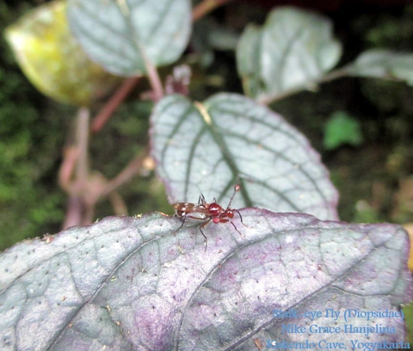 Lalat Mata Bertangkai (Diptera: Diopsidae) – Dep. Hama & Penyakit ...