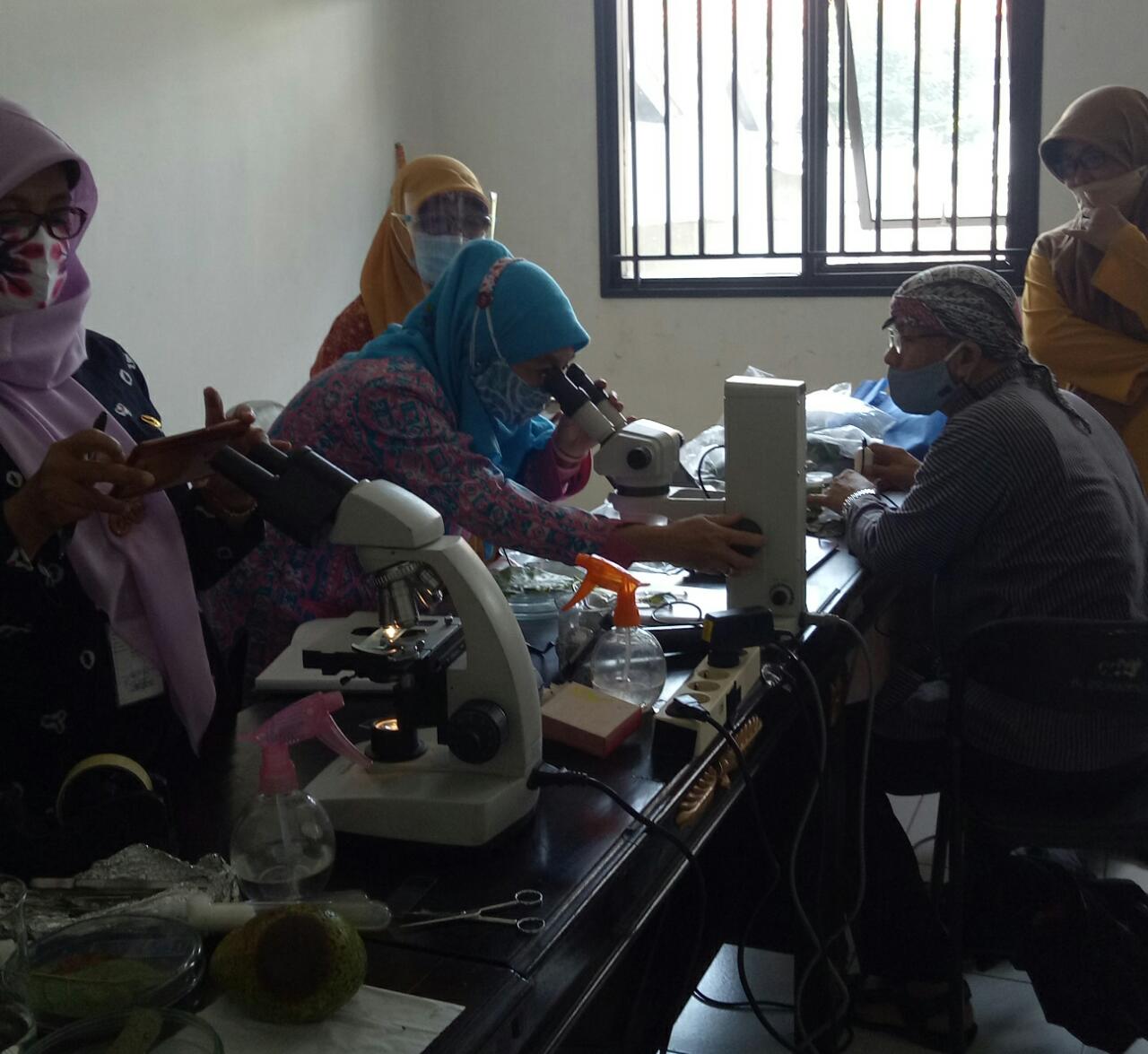 Acceleration of Indonesian Avocado Fruit Exports – Dep. of Plant ...